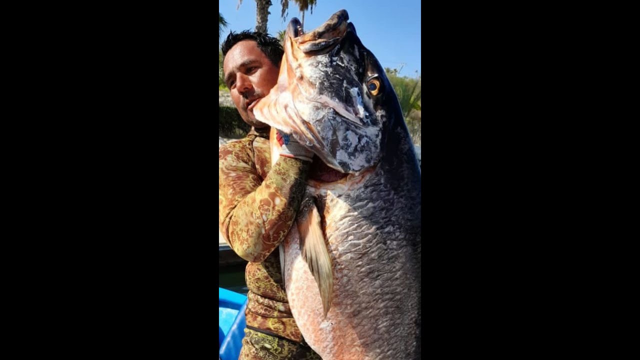 disparo !! Pargo Colmilludo Snapper video corto Remmy Viniegra - YouTube