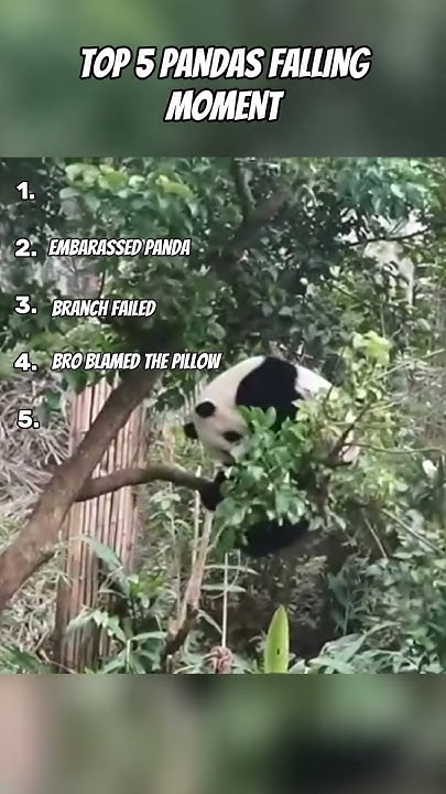 Watch these pandas fail in the most adorable way possible! 😂 #PandaFails #FunnyAnimals #Ranking ...