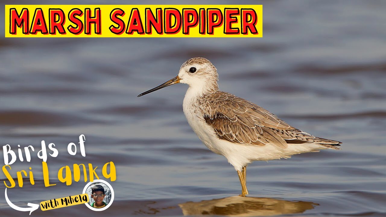 MARSH SANDPIPER | Birds of Sri Lanka with Mihela | Sound / Call - YouTube