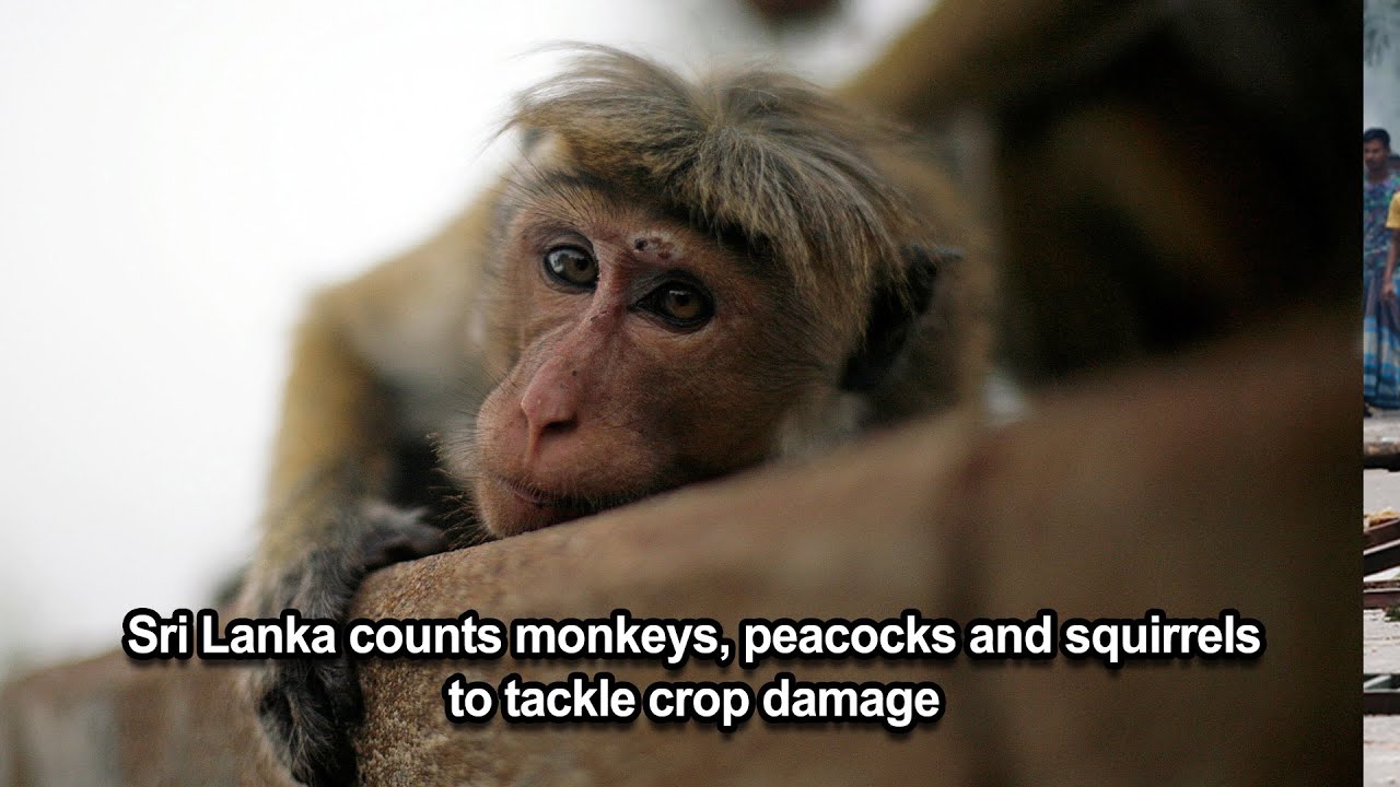 Sri Lanka counts monkeys, peacocks and squirrels to tackle crop damage ...
