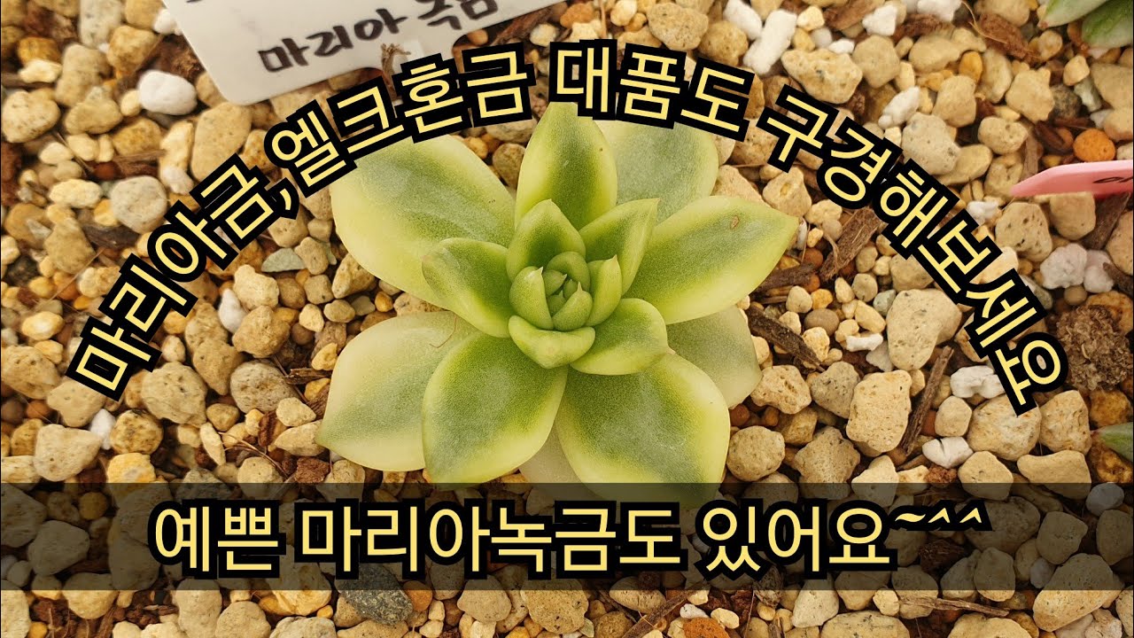 9월 30일 크고 멋진 엘크혼금 마리아금과 엄청 예쁜 녹금도 있어요~ 다육 다육식물 다육이 다육이키우기 다육이금