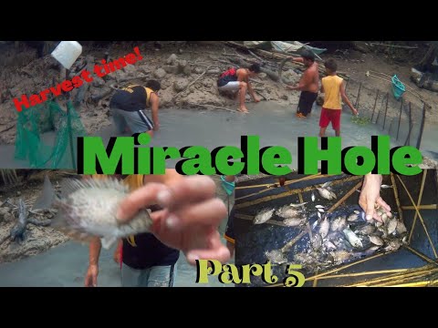 How To Catch A Rabbit Fish, Mangrove Jack Fish In A Simple Way ...