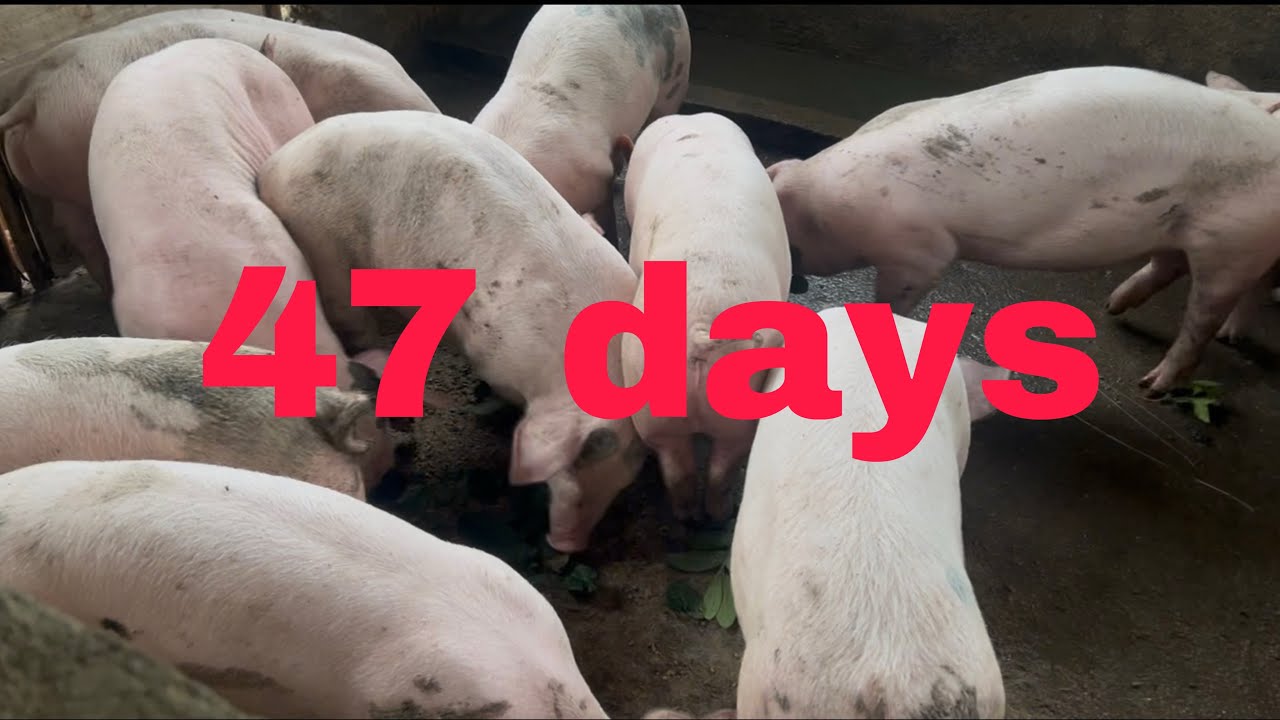 Part7 47 days update - YouTube
