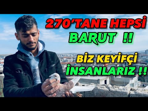 “DALTON KARDEŞLERİN - 270’TANE BOMBA POSTA GÜVERCİNLERİ !