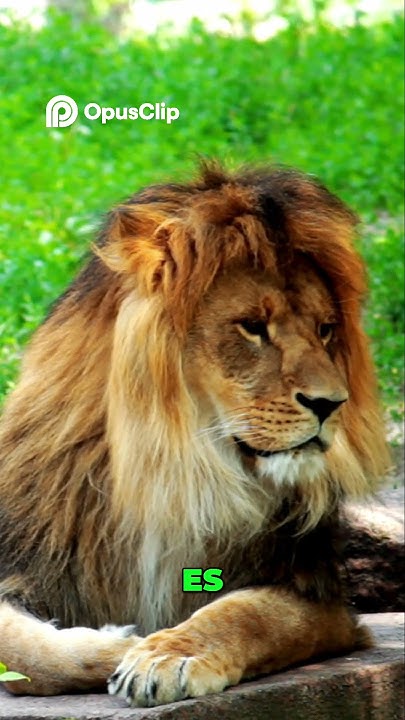 El Rugido del León: Un Arma Sónica de Poder 🦁 Descubre su Impacto Asombroso #leon - YouTube