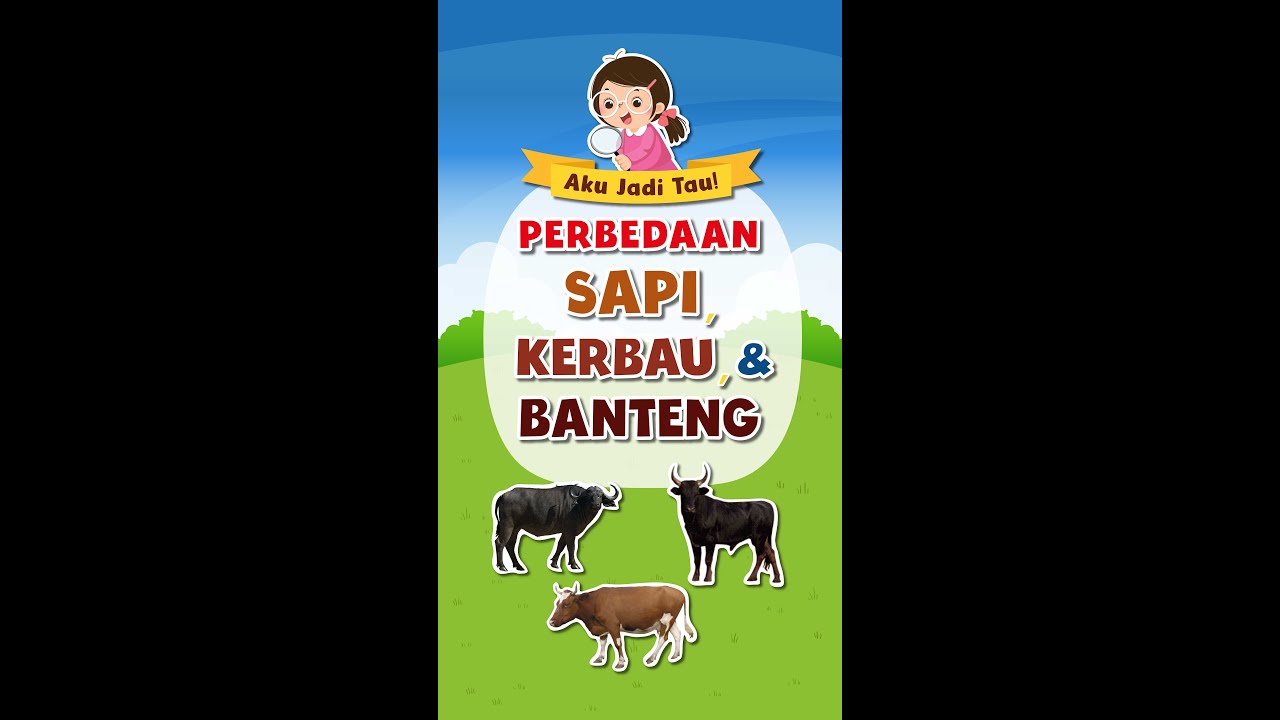 AKU JADI TAU! Perbedaan sapi, kerbau, dan banteng - YouTube