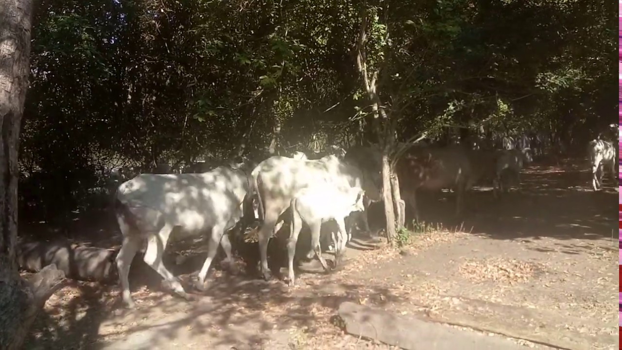 WOWW 1000+ EKOR SAPI DI HUTAN BALURAN, SIAPA YANG PUNYA??? - YouTube