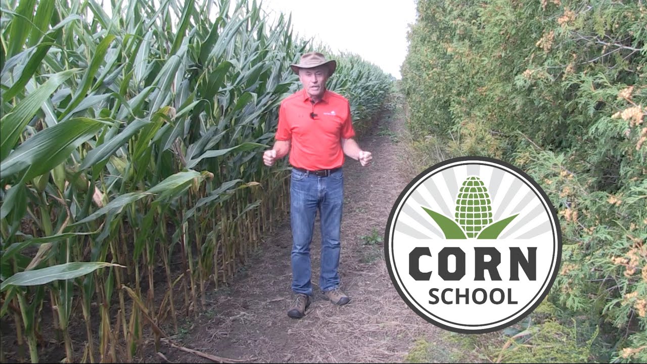 Corn School: How trees impact your crop - YouTube