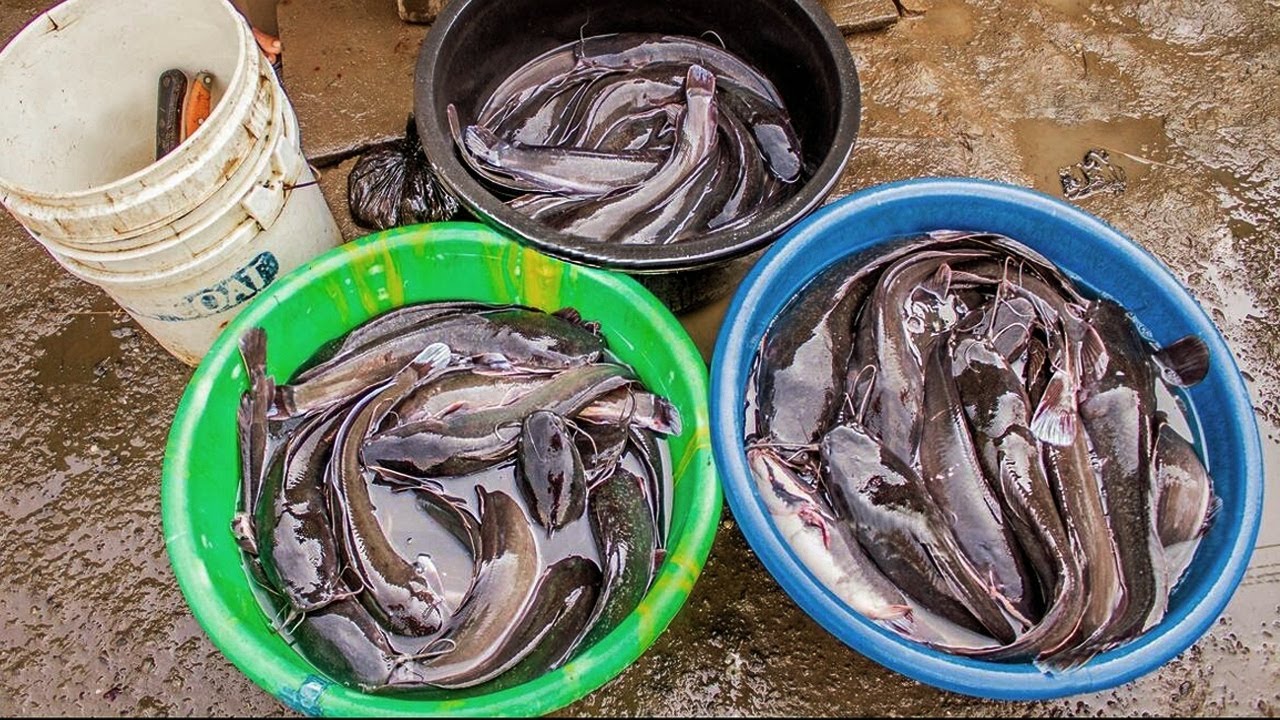 CARA TERNAK LELE AGAR UNTUNG MELIMPAH - YouTube