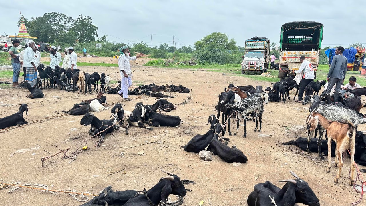 Bakri bazaar biloli 😍1/7/2025 - YouTube