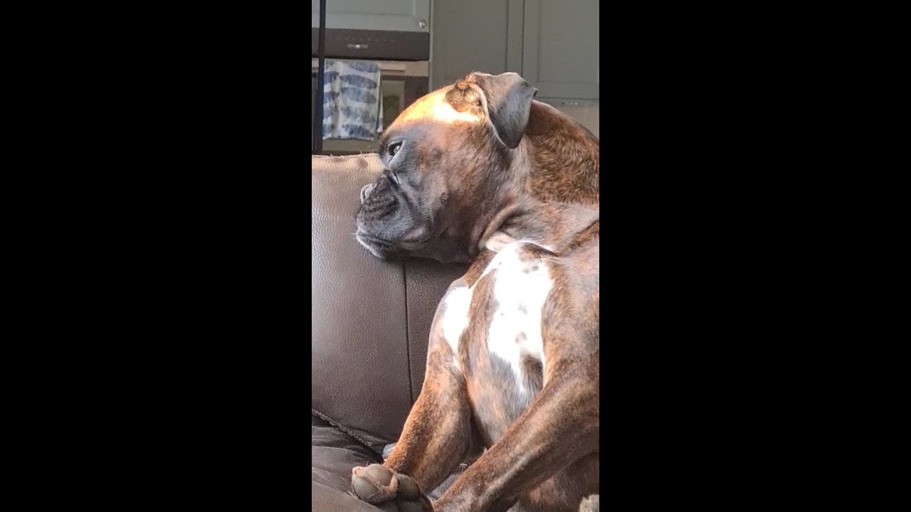 Adorable Boxer Dog Trying To Stay Awake! 😍 Slowly Falling Down To Sleep ...