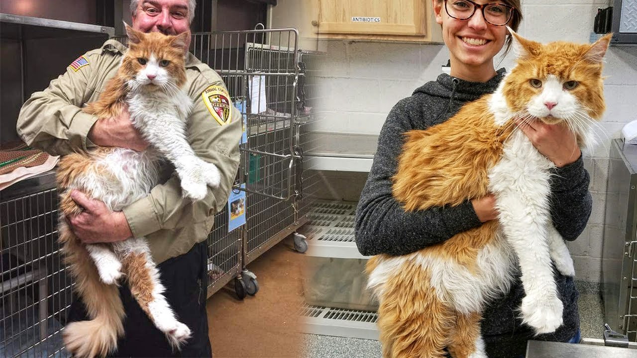 Giant Cat Abandoned At Shelter Gets Adopted Within Hours - YouTube