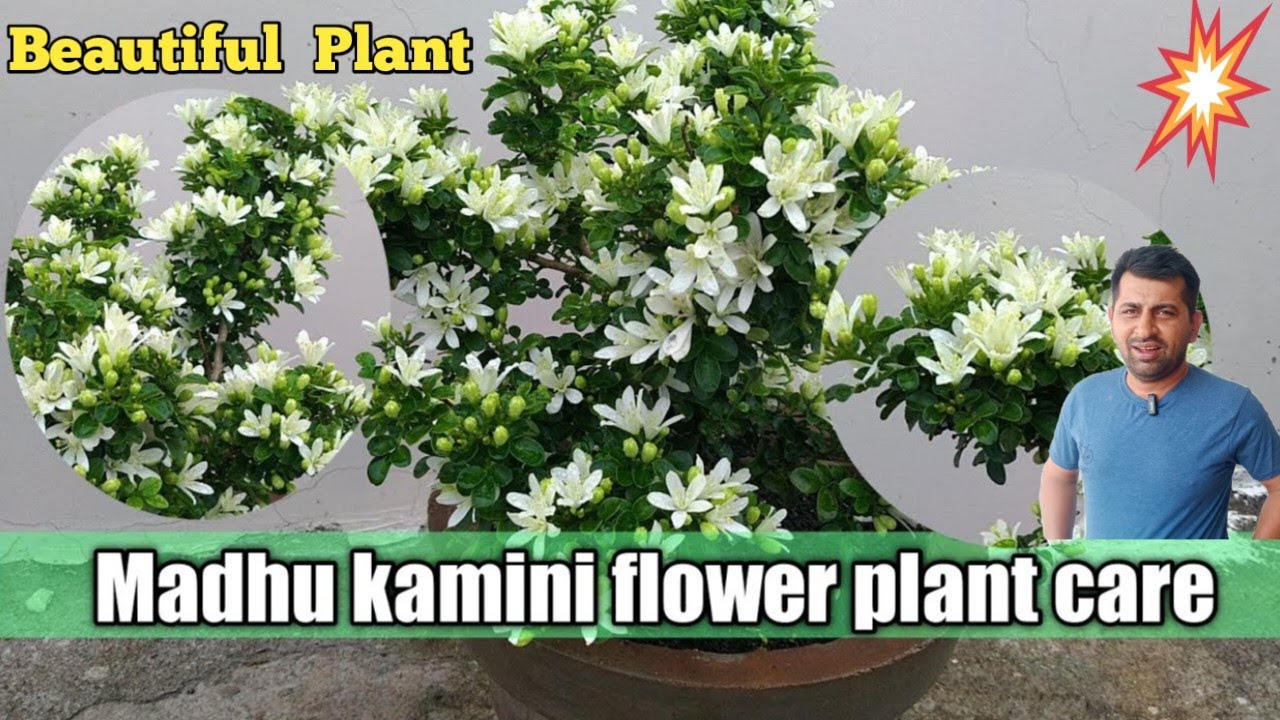 madu kamini। madhukamini plant care। madhu Kamini se jayada phool kaise ...