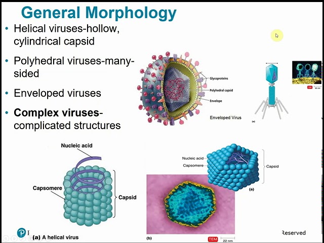 General Virus Structure