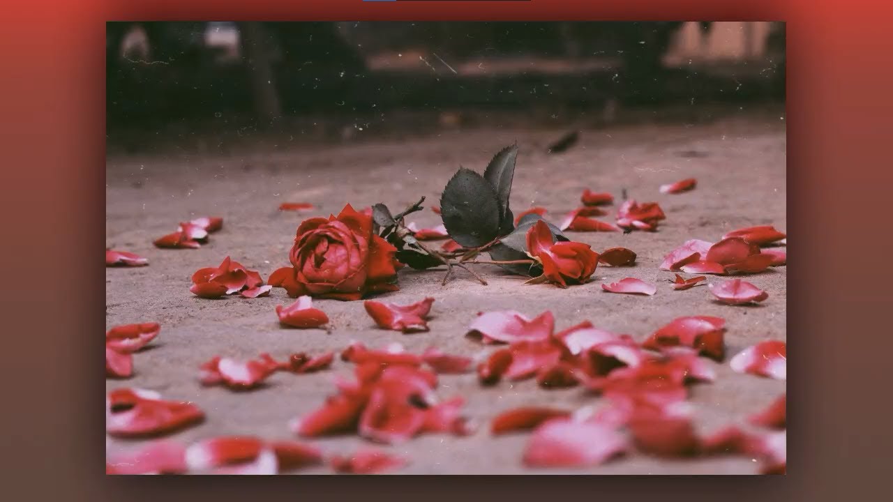 Uma Rosa Pisoteada no Chão - YouTube