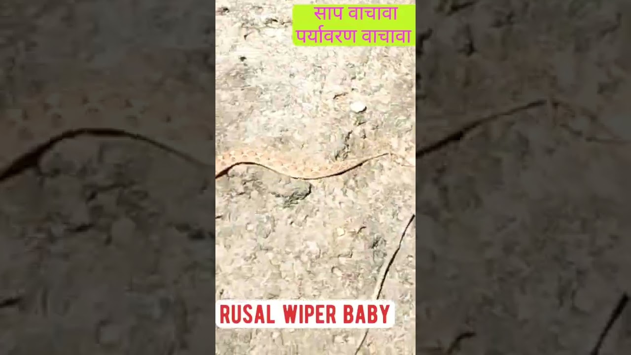 rusal wiper snake / viral video 👍🙏 - YouTube