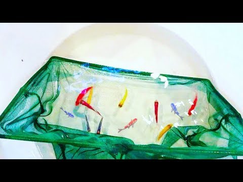 INVISIBLE FISH that GLOW IN THE DARK! - YouTube