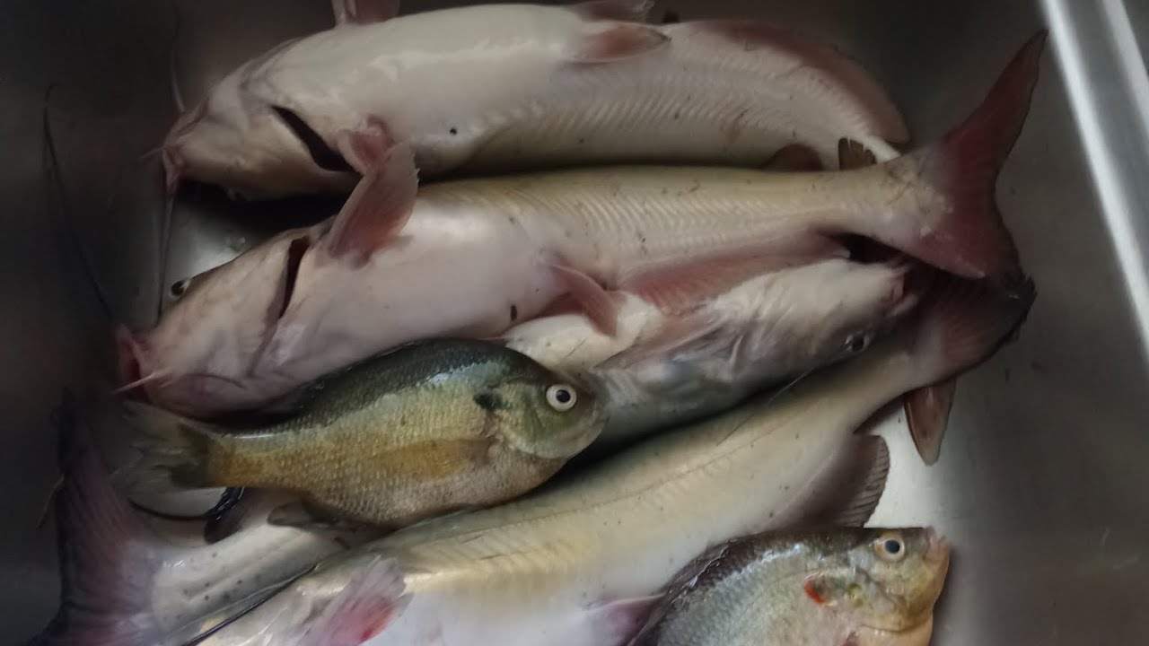 CATCHING CATFISH AND SHELL CRACKER AFTER THE BIG RAINSTORM - YouTube