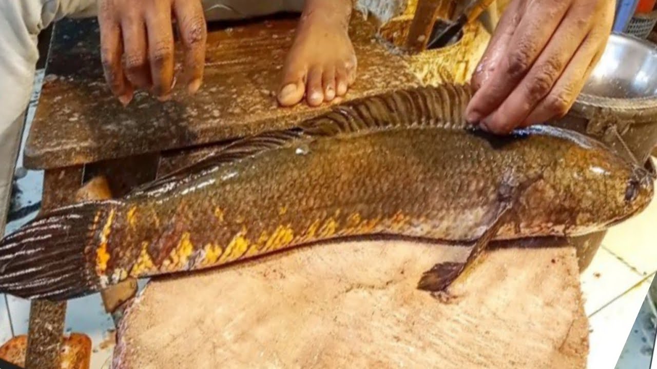 Amazing Sola Fish Cutting Skills In Bangladesh Fish Market By Expert ...