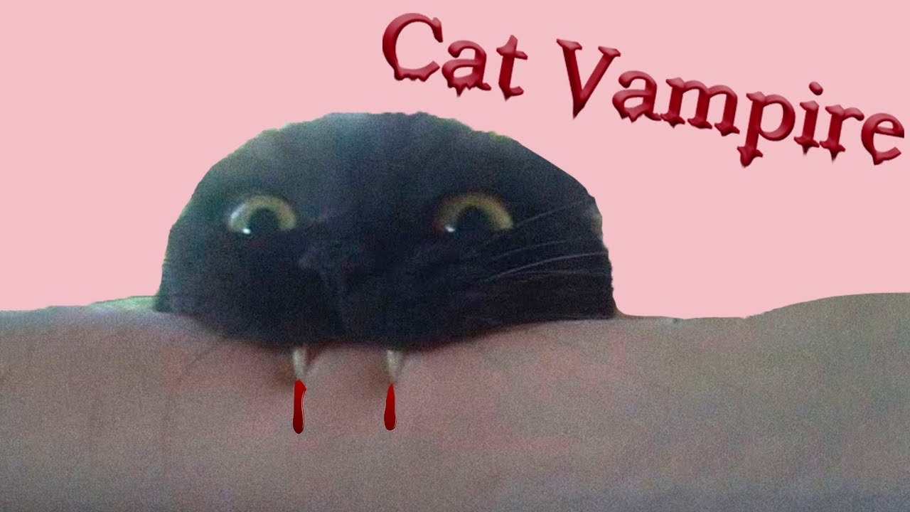 Funny Halloween Cats and Dogs🎃😺 | Halloween edition part 1 - YouTube