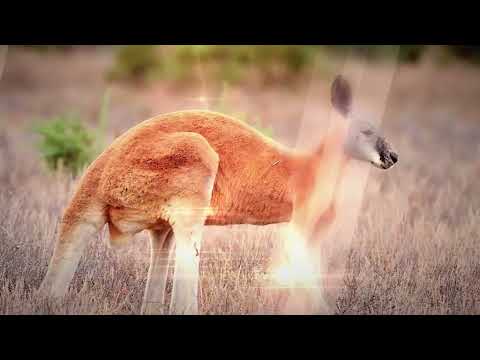 Yaban köpeği, Kangurular ve Vahşi kediler - Belgeseli izle