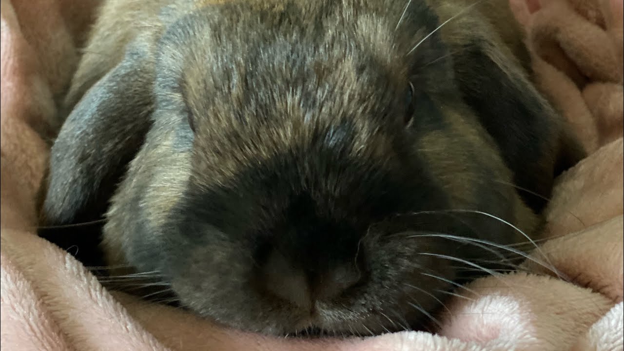 Rabbit Care - YouTube