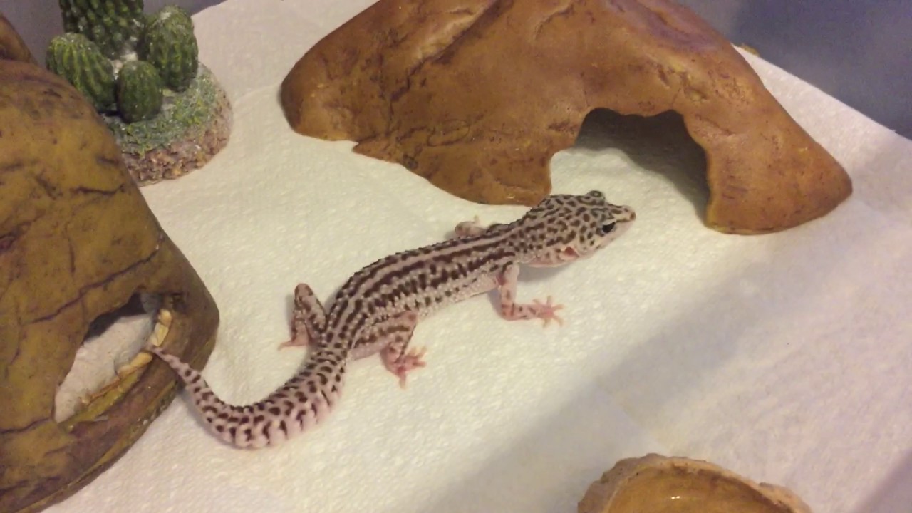 Feeding Leopard Gecko - YouTube