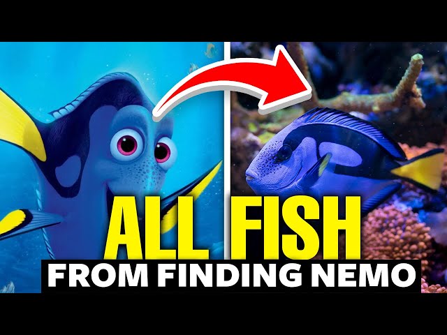Finding Nemo Fish Characters Spongebob's Eyes On Finding Nemo
