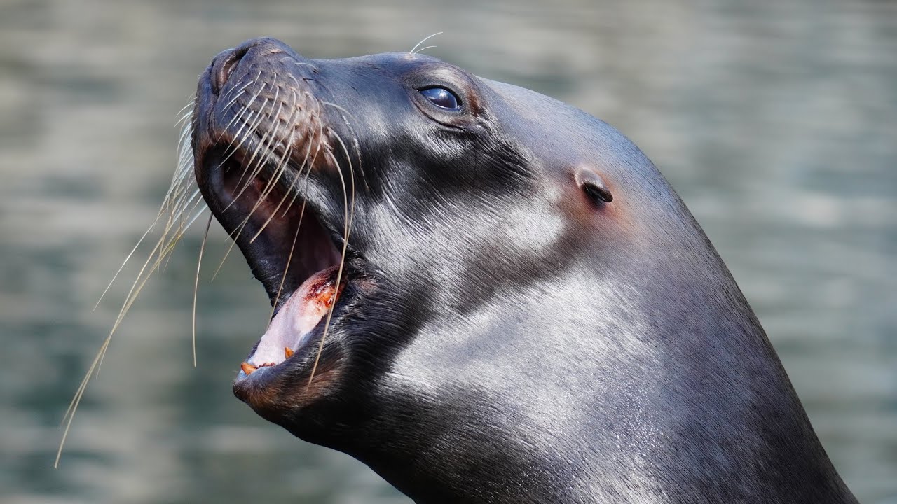 The Munich zoo (Tierpark Hellabrunn): a cinematic video - YouTube