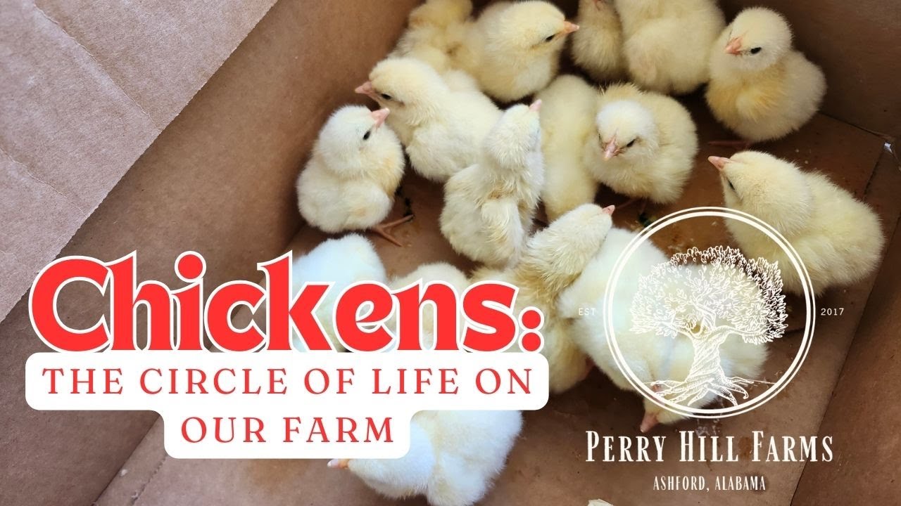 Chickens: The Circle of Life on the Farm - YouTube