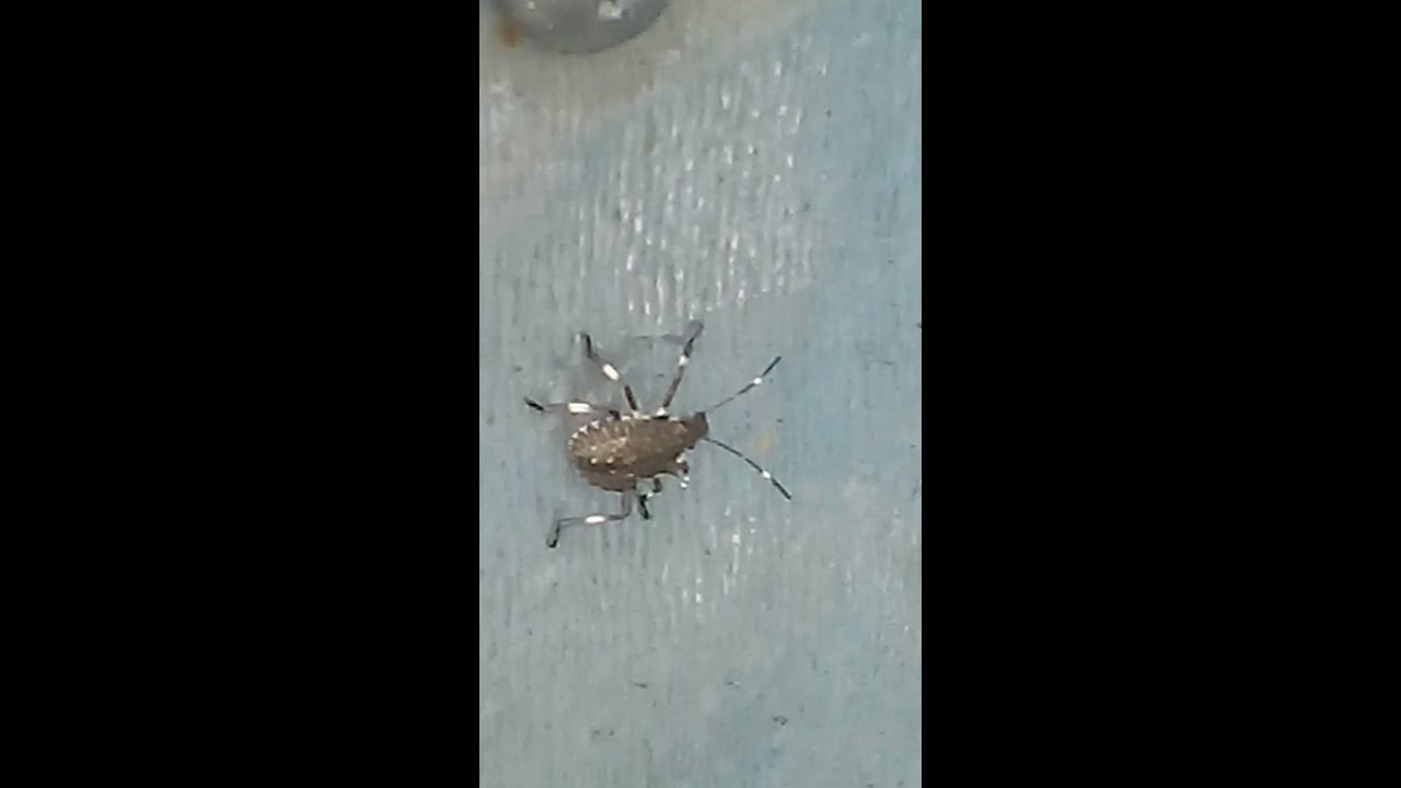 Stinkbug nymph running Hemiptera true bugs - YouTube
