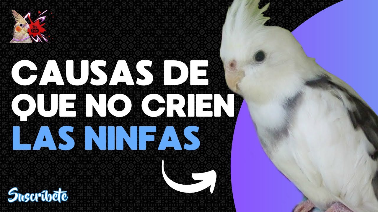 Causas de que las Ninfas No!! Críen - YouTube