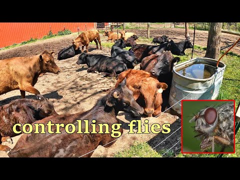 What Keeps Buffalo Flies Away