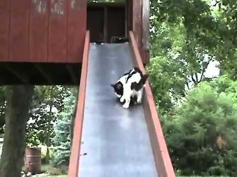 Cute kittens on a slide - YouTube
