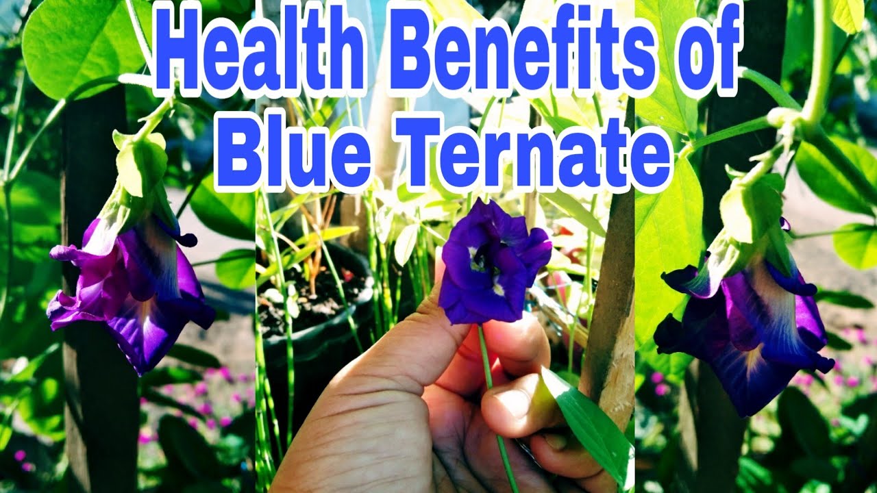 Health Benefits of Blue Ternate - YouTube