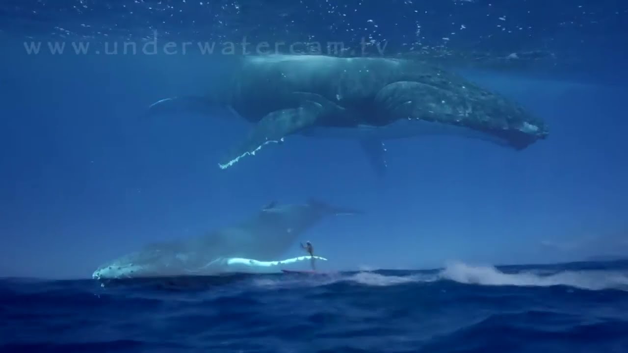 Relaxing moments with singing humpback whales. Scored with music and ...