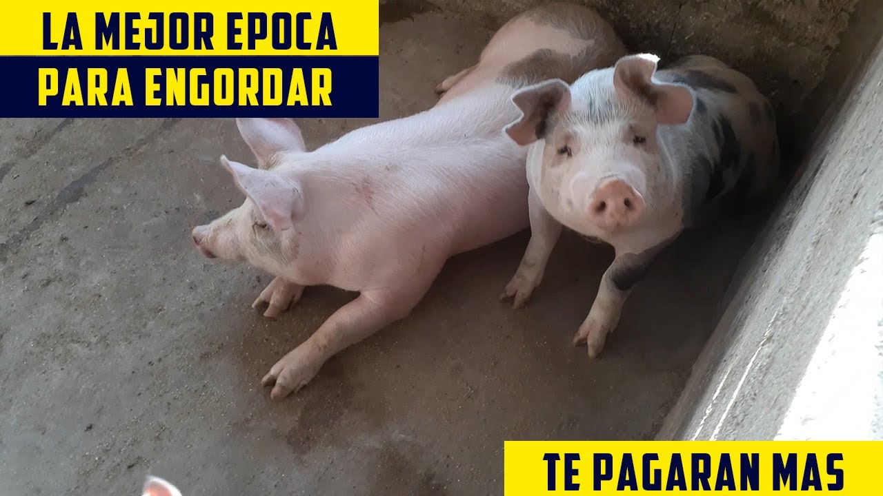La Mejor Epoca Para Engordar Puercos - YouTube