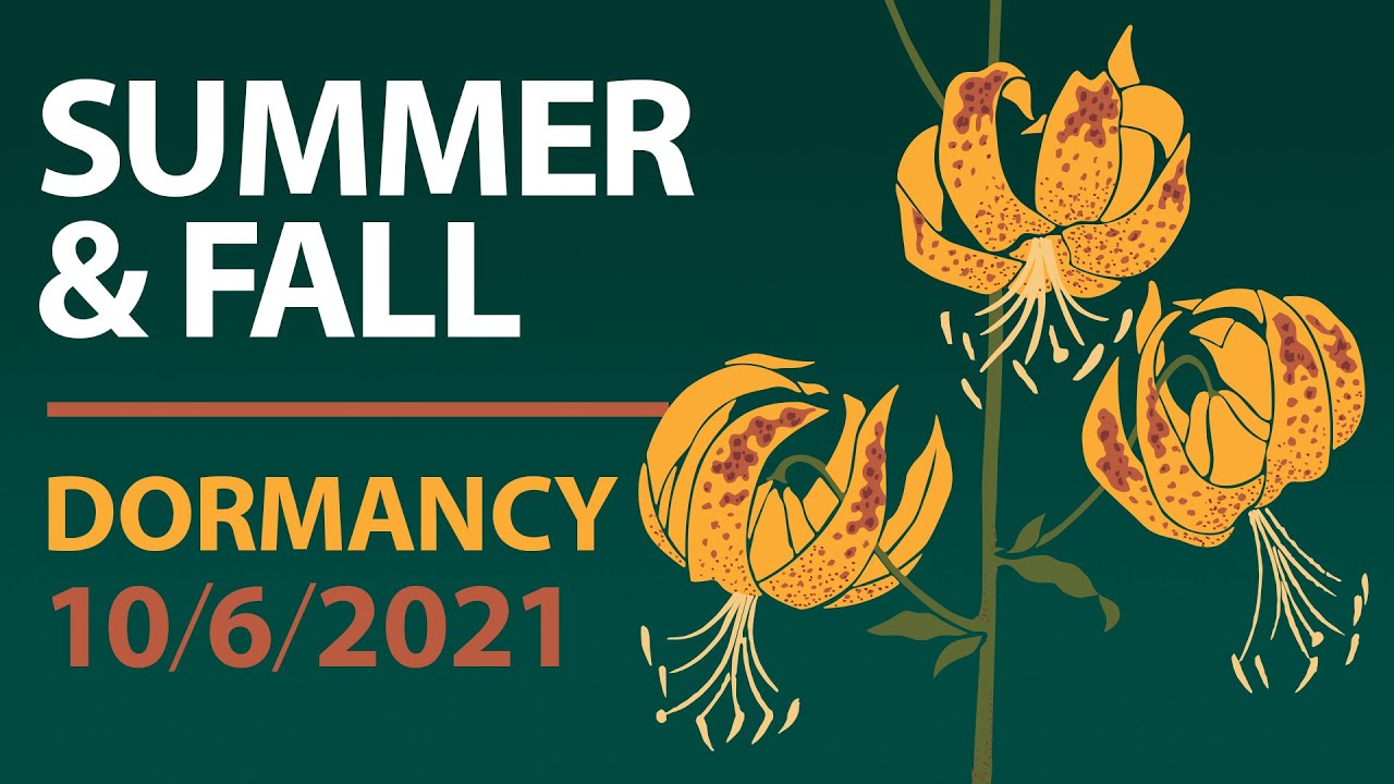 2021 Native Plant Garden Tour | Summer & Fall Dormancy - YouTube