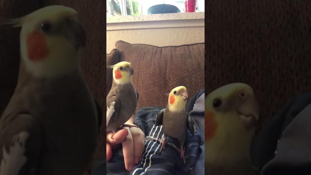 Bird singing September to his brother 🐦 - YouTube