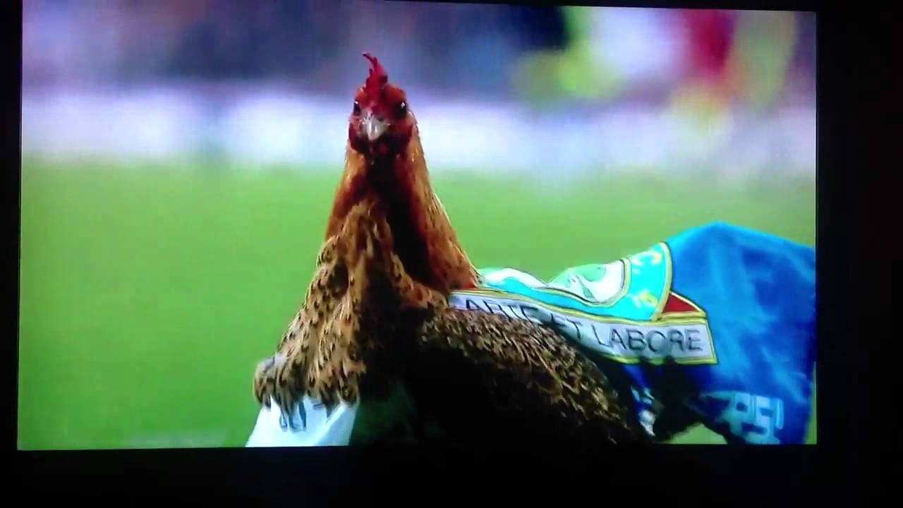 Chicken on pitch at Blackburn - YouTube