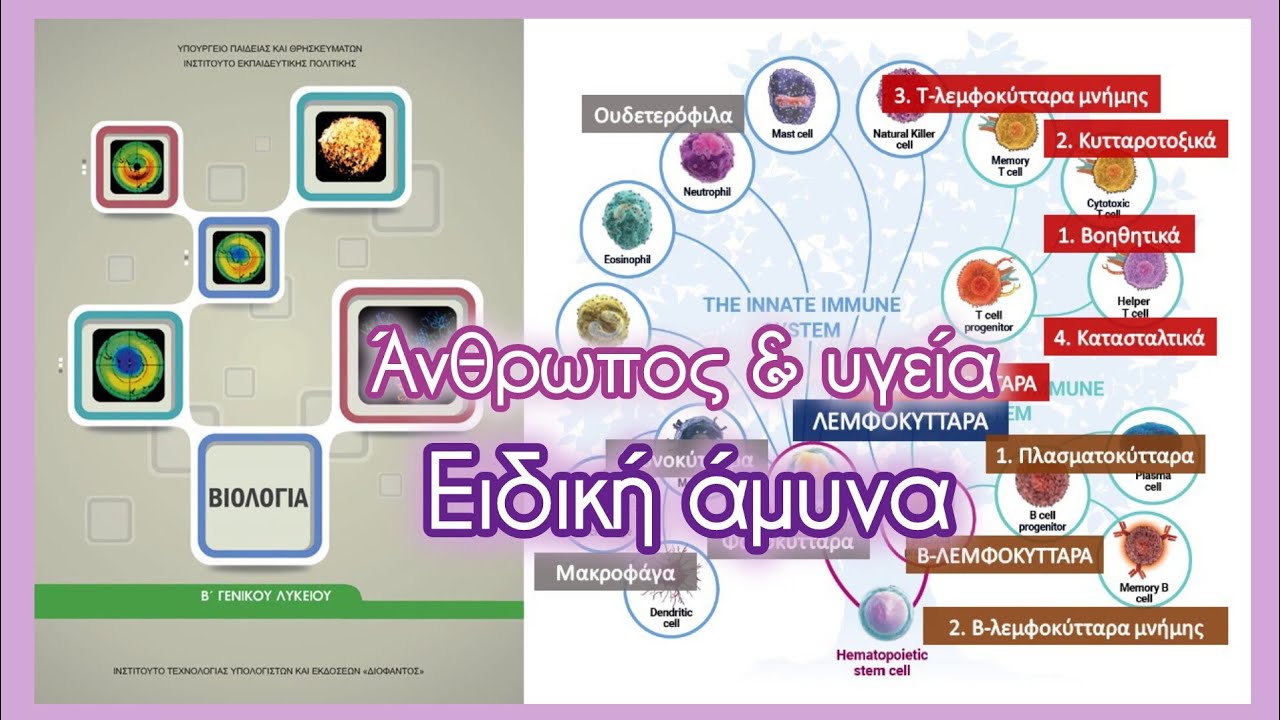 Κεφ. 1: Άνθρωπος & υγεία | 6. Ειδική άμυνα: Β-λεμφοκύτταρα, Τ ...