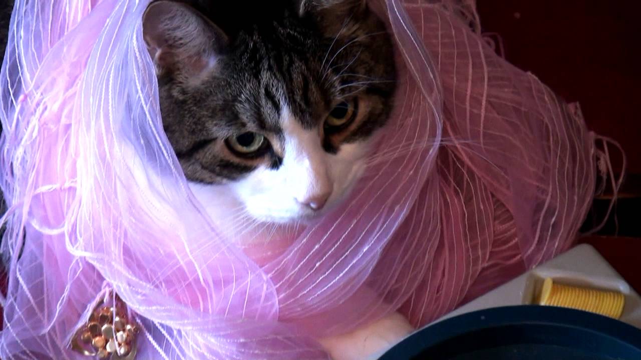 trailer 2013 "l'amore per Boss / love for Boss" (with cat Boss) - YouTube