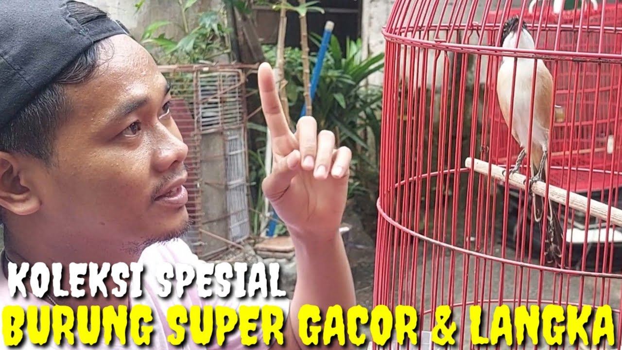 UEDAN..! SIMPANAN BURUNG SUPER GACOR ANTI BANTING ANTI STRESS ! - YouTube