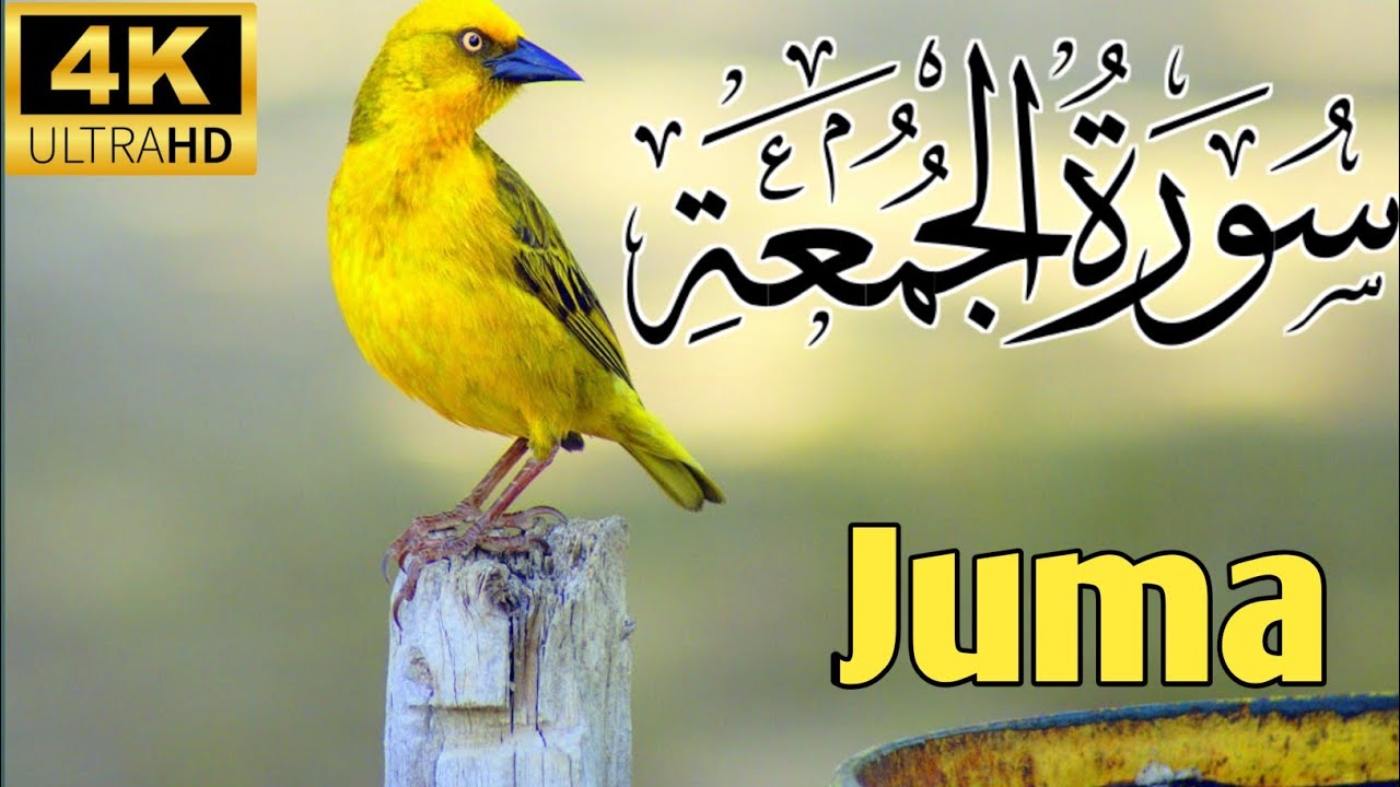 Surah Al Juma || Beautiful Recitation With Birds | سورتہ جمعہ - YouTube