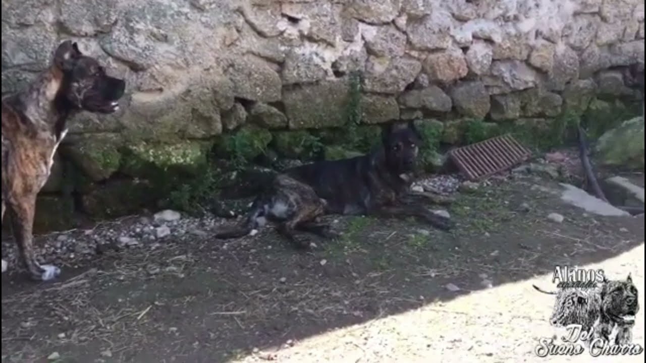 Alano Español del Sueño Charro SPANISH ALANO Dogs - YouTube