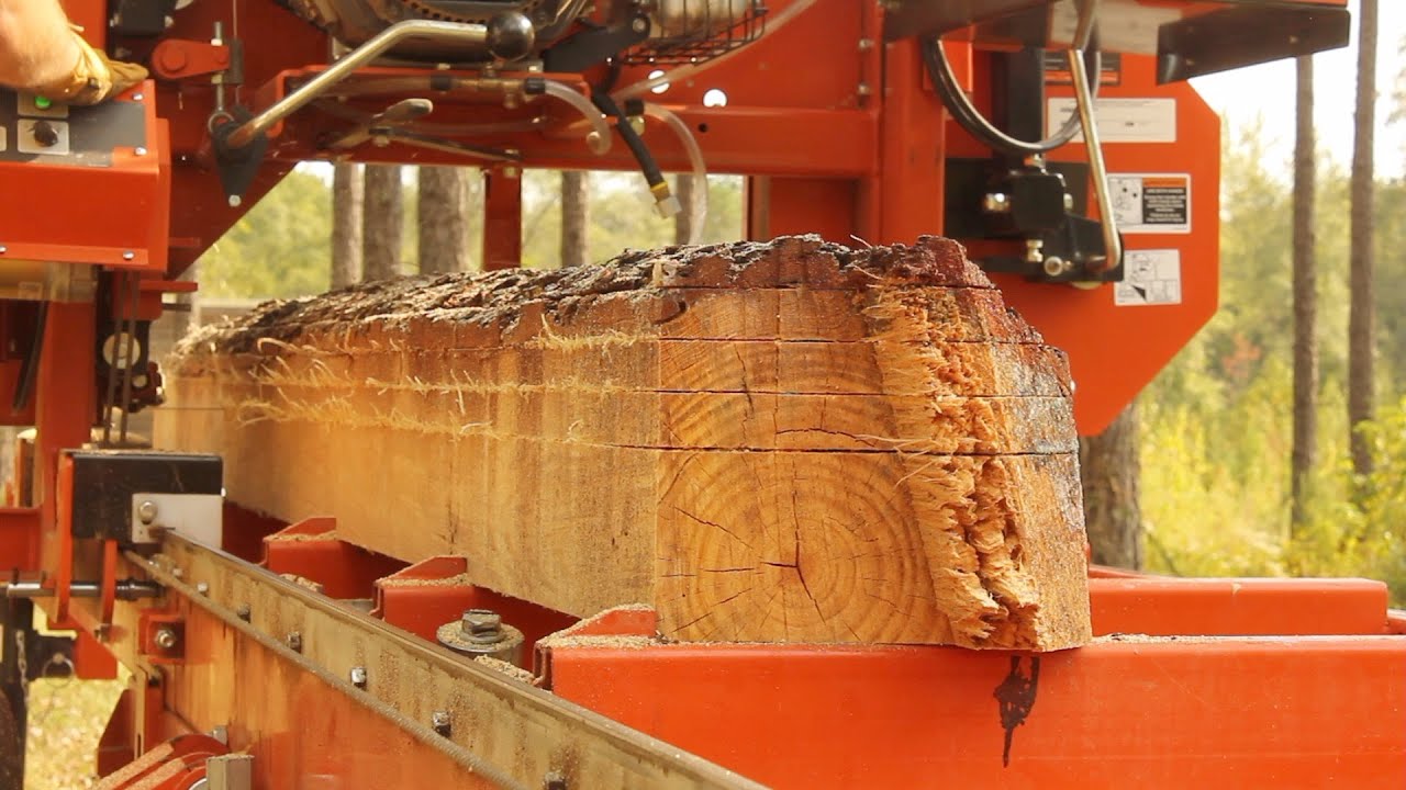 Milling a Dead Tree, Finding Treasure Inside - YouTube
