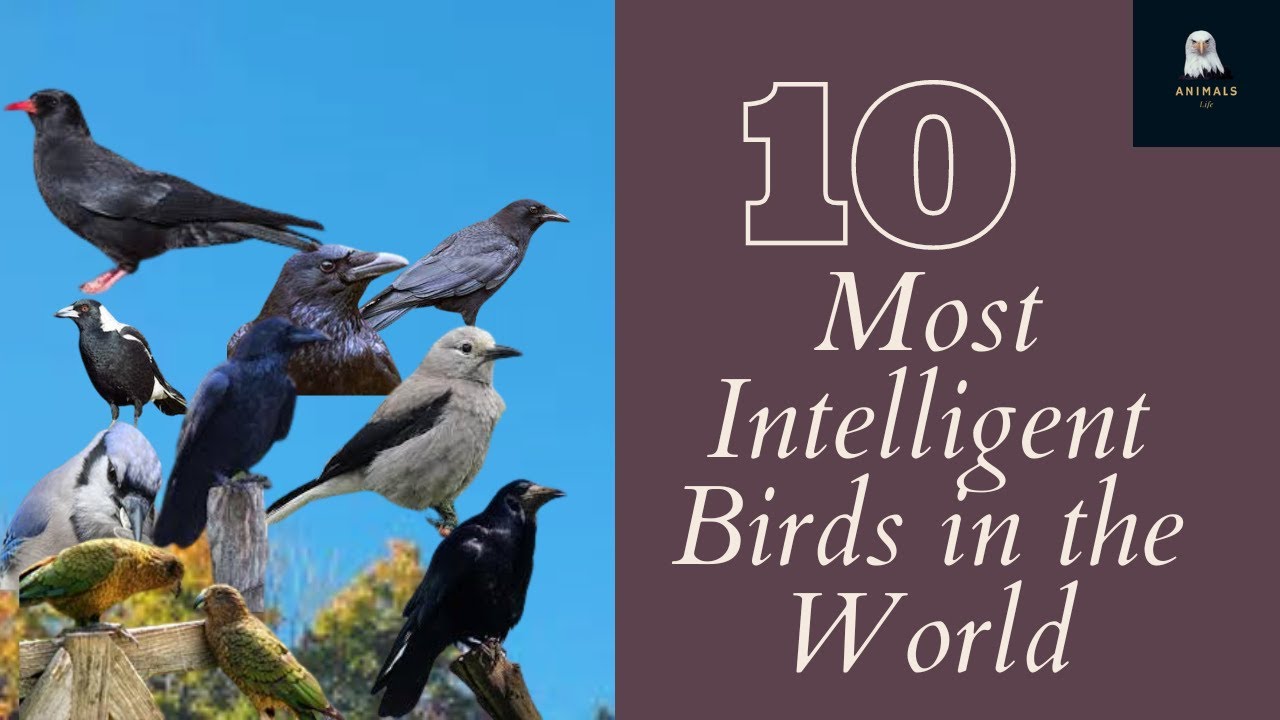 Top 10 list of the most intelligent birds in the world. - YouTube