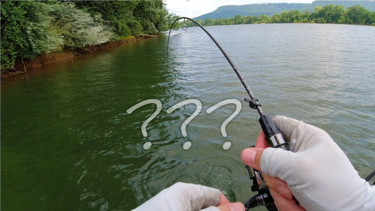 ROGUE fish on Ultralight Tackle - YouTube