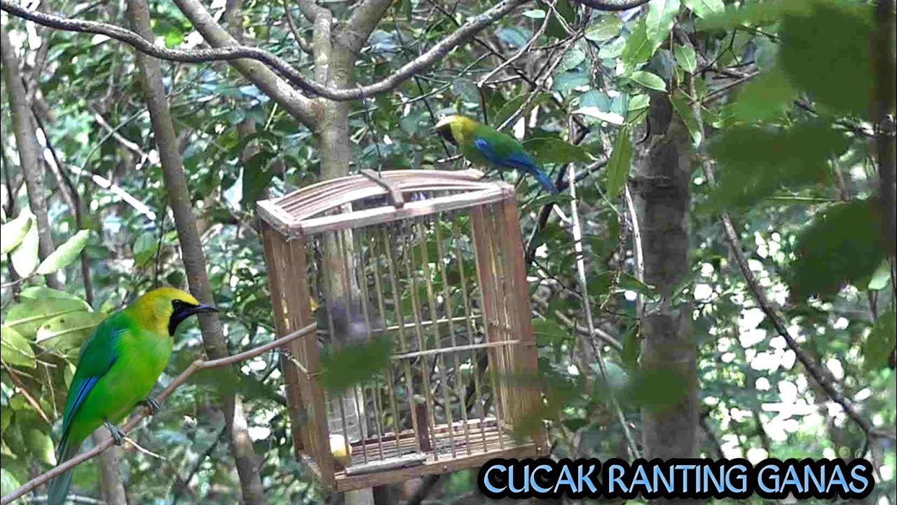 🔴 BARU KALI INI MIKAT BURUNG CUCAK RANTING LANGSUNG DI SERANG - YouTube