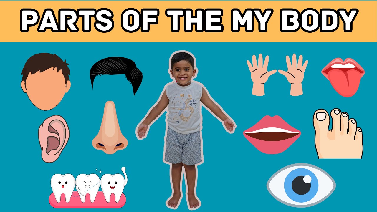 My Body Parts | 5 Sense in English - | Pre School Learning for Toddlers ...